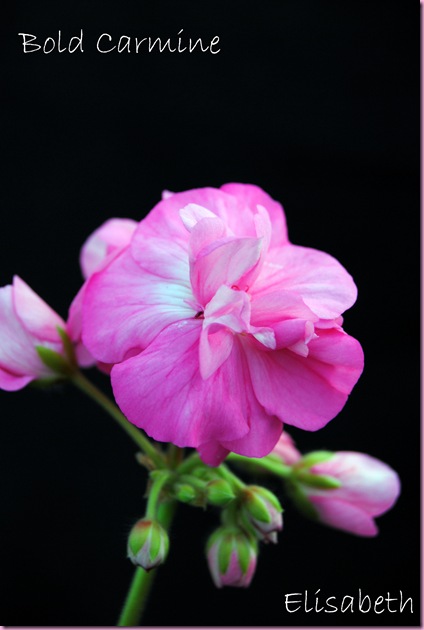 Pelargonium oasen.: Bold Carmine.